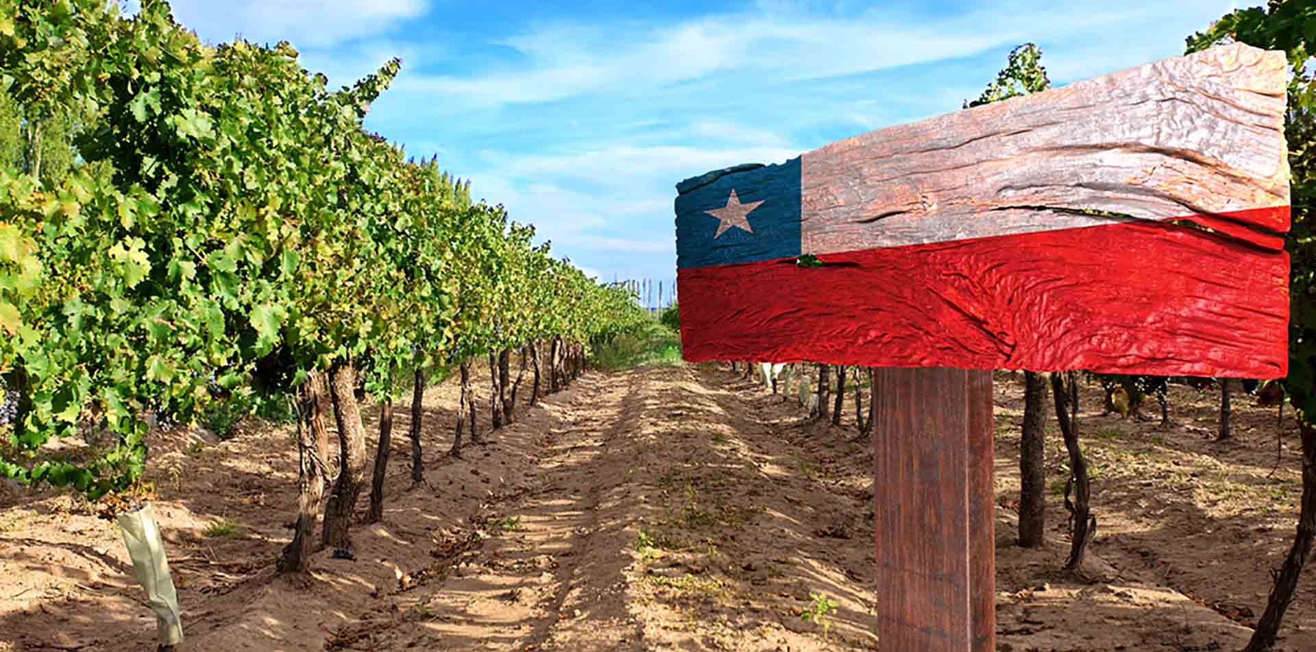 Vins du Chili - Découvrez la diversité du vignoble chilien